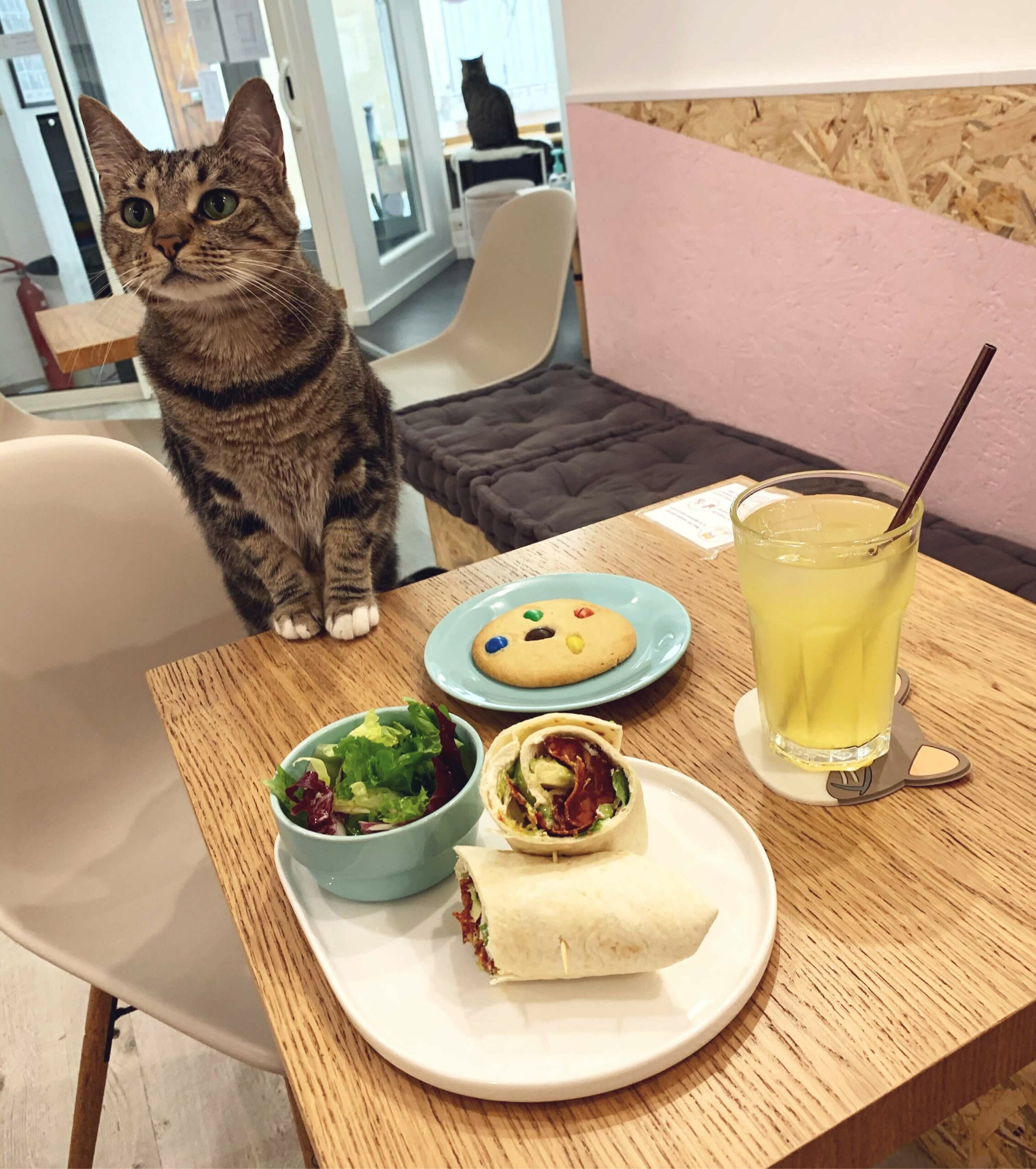 La carte – Café à chat Aix-en-Provence – Meow Cats Café